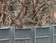 Dunnock | Birds Wiki | Fandom