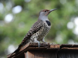 Gilded Flicker | Birds Wiki | Fandom