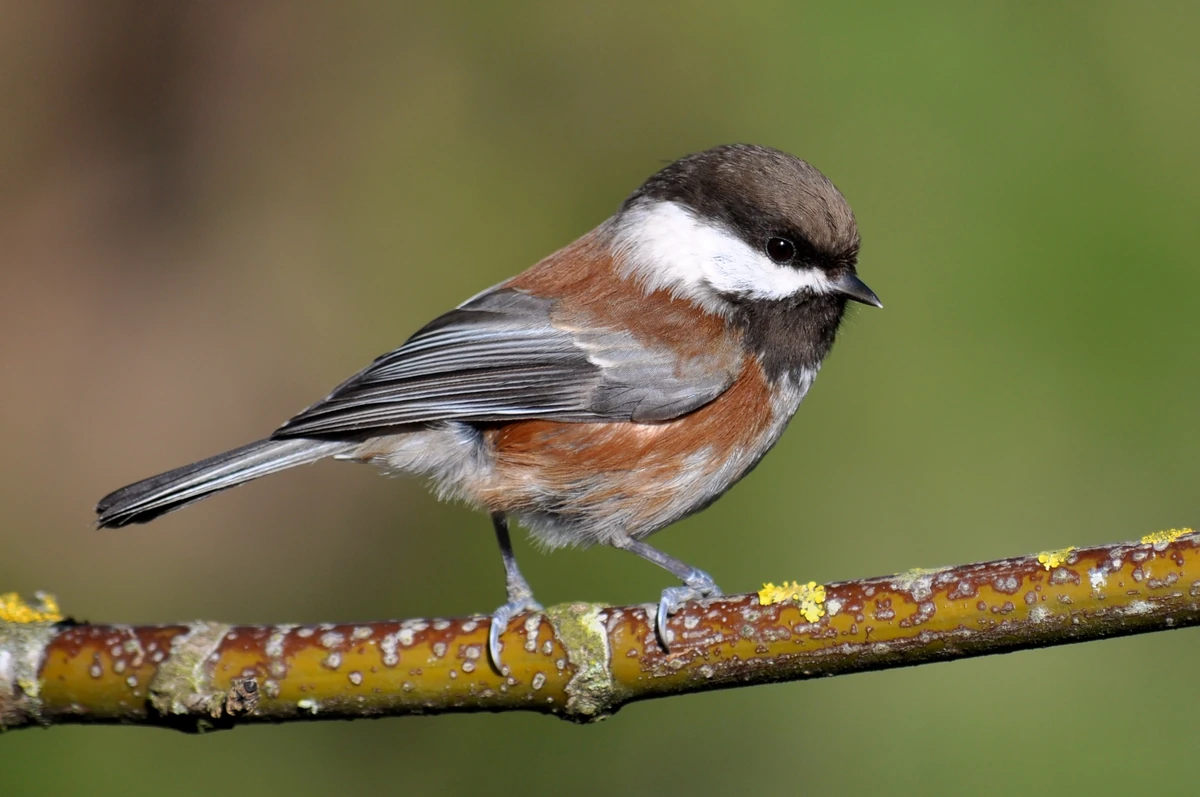 Chestnut-backed Chickadee | Birds Wiki | Fandom