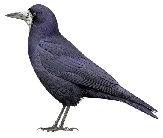 Rook | Birds Wiki | Fandom