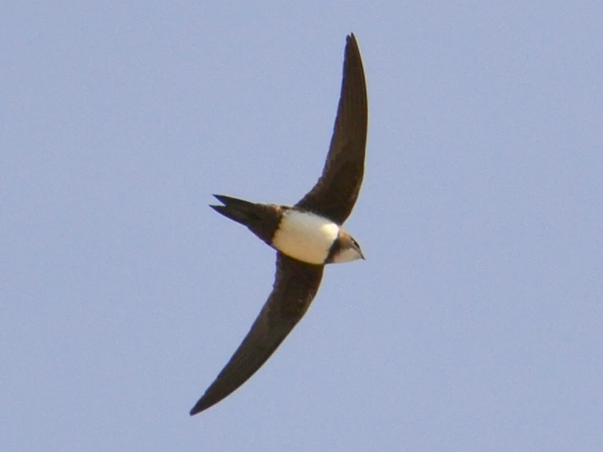 Alpine Swift | Birds Wiki | Fandom