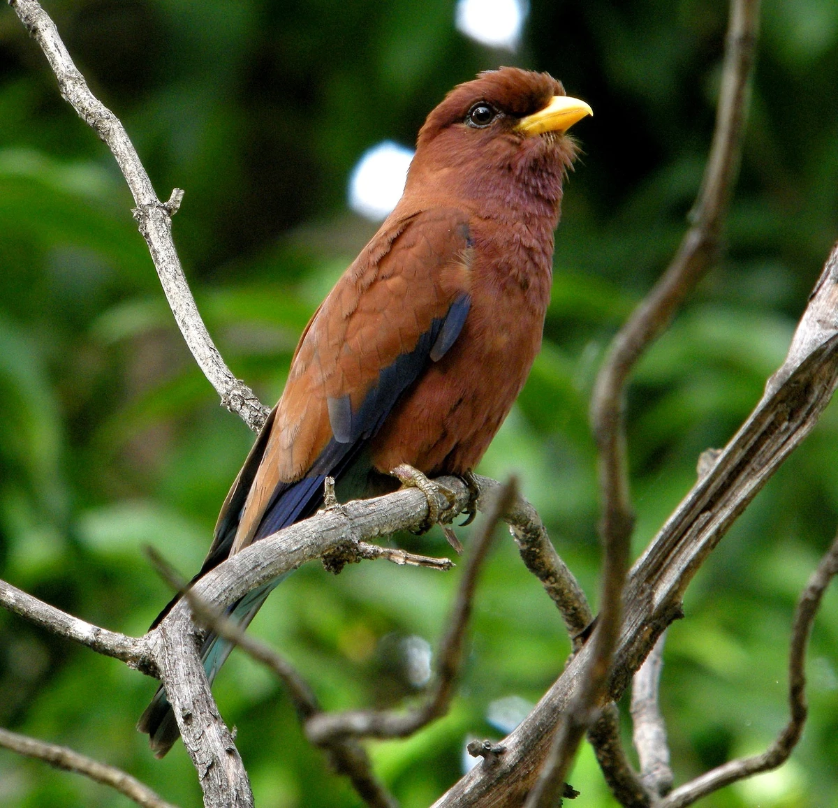 Broad-billed Roller | Birds Wiki | Fandom