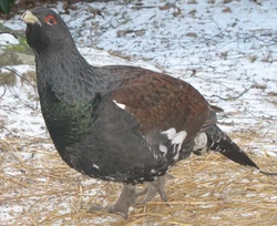 Western Capercaillie | Birds Wiki | Fandom