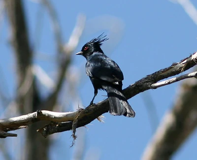 Phainopepla | Birds Wiki | Fandom