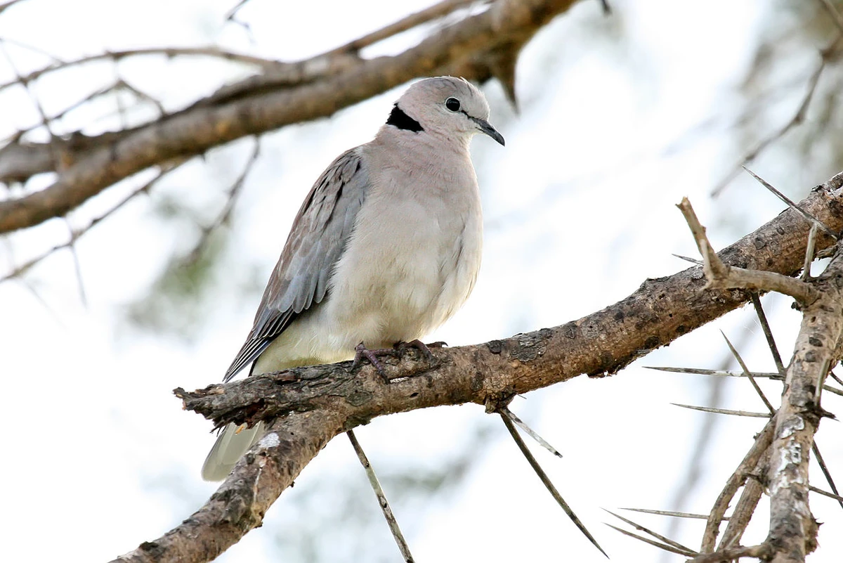 Ring-necked Dove | Birds Wiki | Fandom