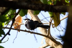 White-collared Starling | Birds Wiki | Fandom