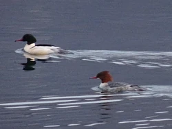 Goosander | Birds Wiki | Fandom