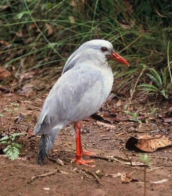 Kagu | Birds Wiki | Fandom
