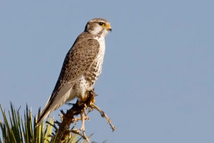 Prairie Falcon | Birds Wiki | Fandom