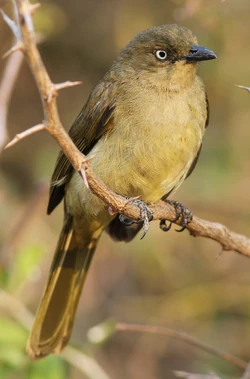 Sombre Greenbul | Birds Wiki | Fandom