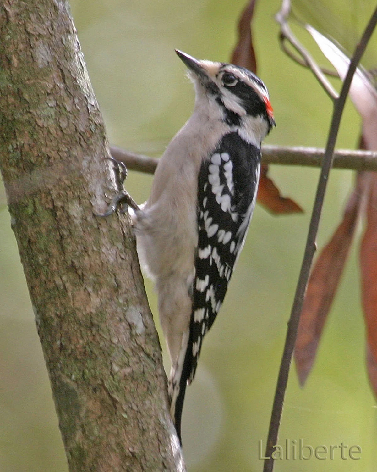 Downy Woodpecker | Birds Wiki | Fandom