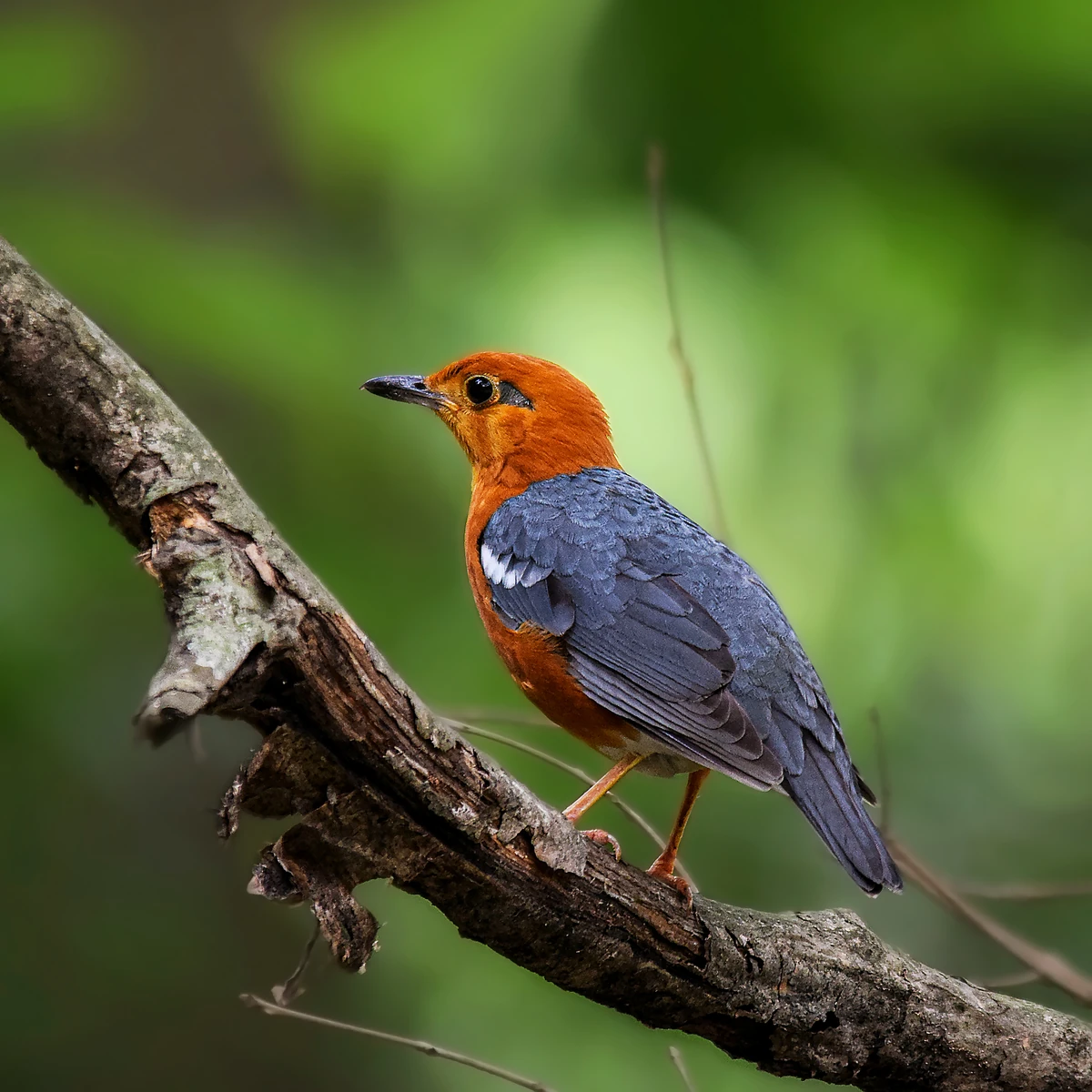 Orange-headed Thrush | Birds Wiki | Fandom