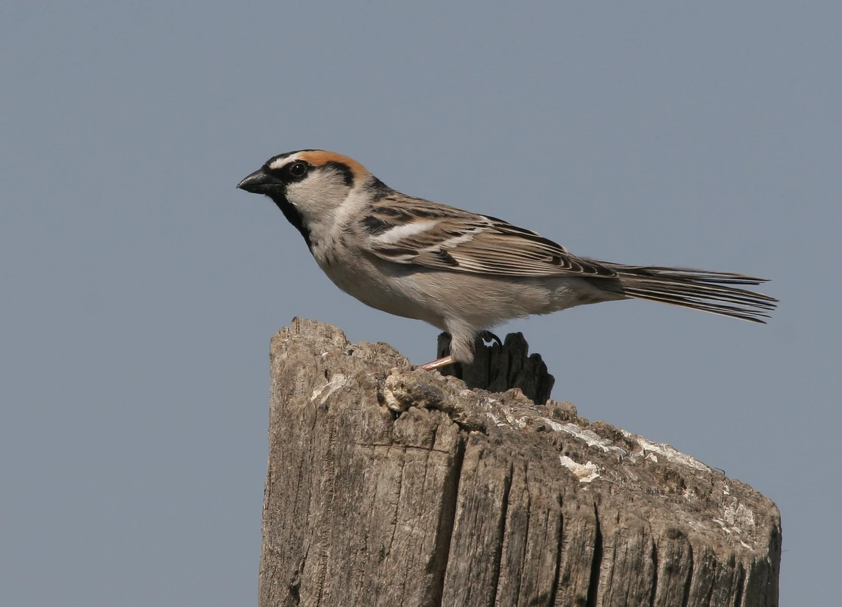 Saxaul Sparrow | Birds Wiki | Fandom