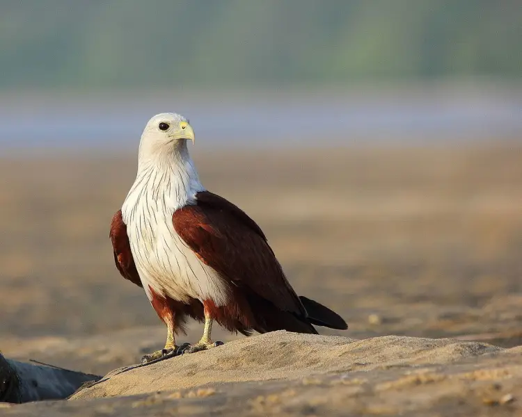 Brahminy Kite | Birds Wiki | Fandom