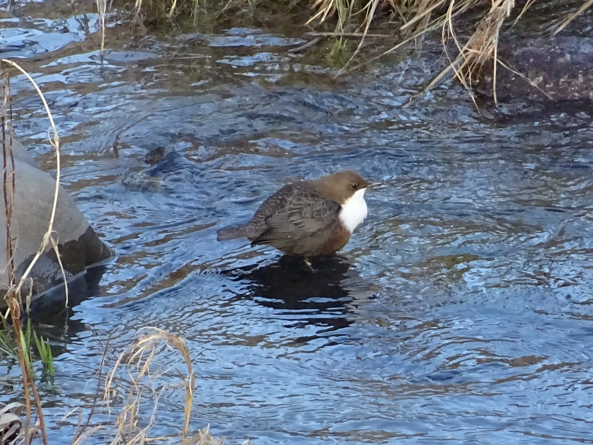 White-throated Dipper | Birds Wiki | Fandom