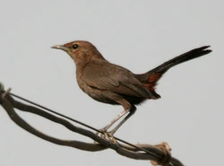 Indian Robin | Birds Wiki | Fandom