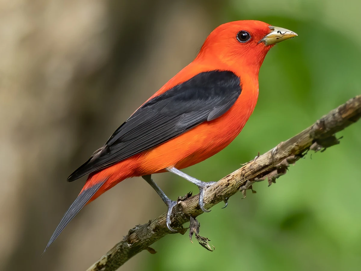 Scarlet Tanager | Birds Wiki | Fandom