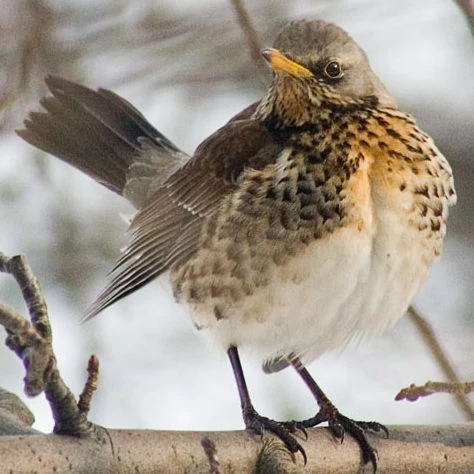 Fieldfare | Birds Wiki | Fandom
