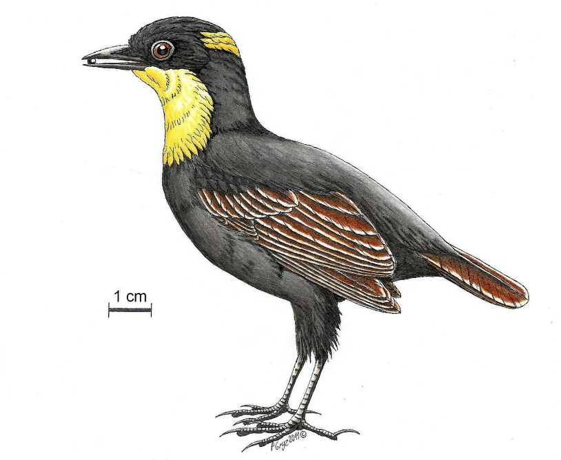 Jamna | Birds Wiki | Fandom