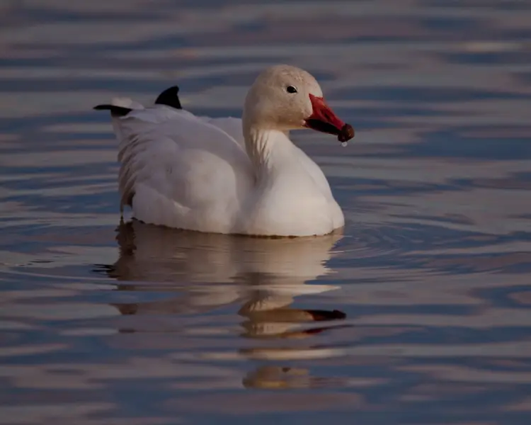 Snow Goose | Birds Wiki | Fandom