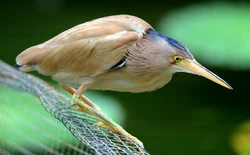 Yellow Bittern | Birds Wiki | Fandom