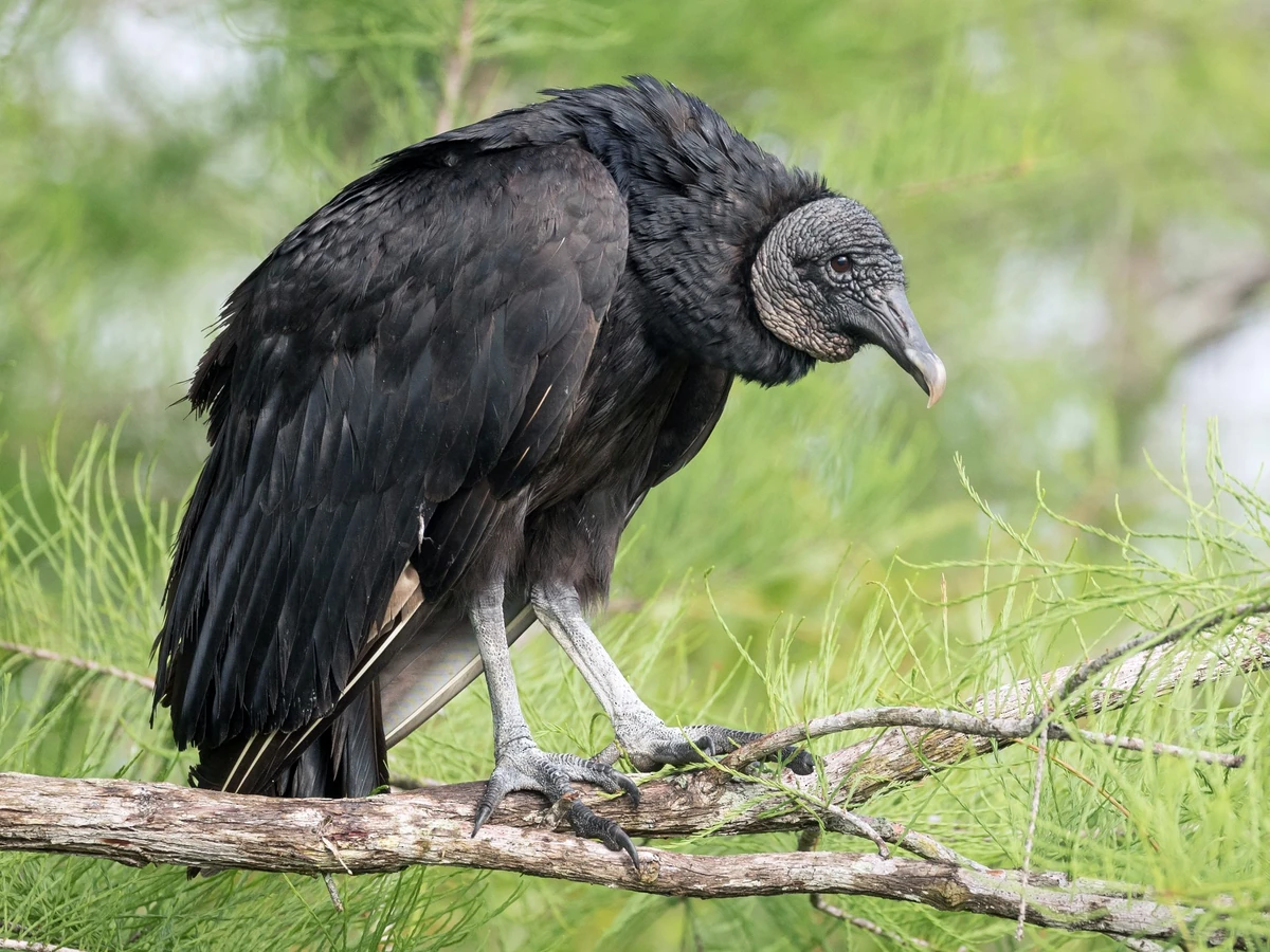 Black Vulture | Birds Wiki | Fandom