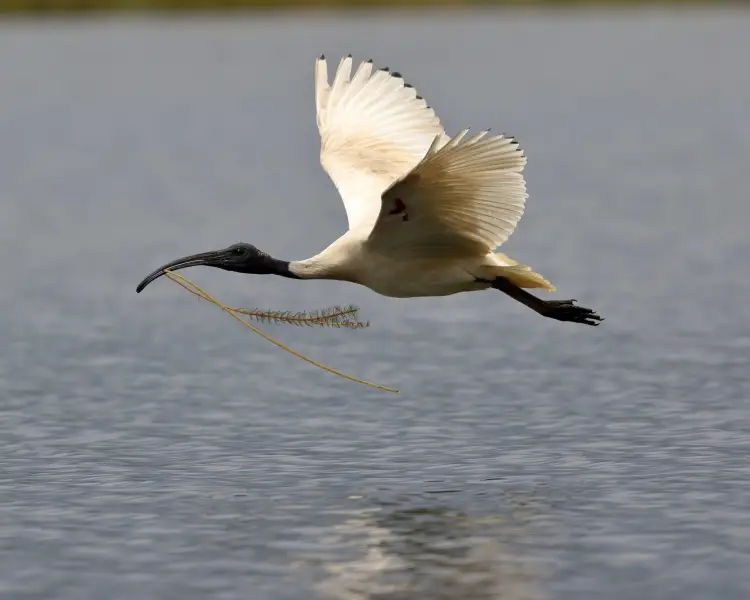 Australian White Ibis | Birds Wiki | Fandom