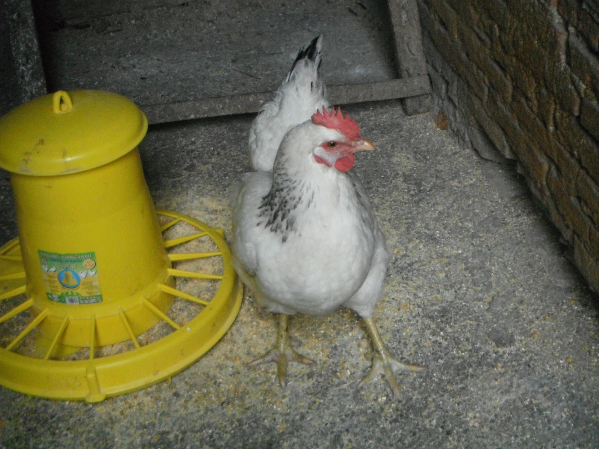 Chicken | Birds Wiki | Fandom