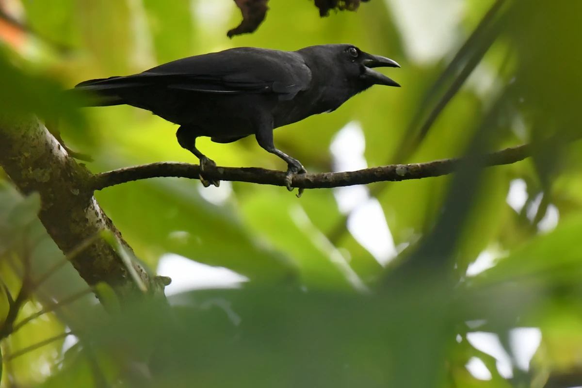 Violet Crow | Birds Wiki | Fandom