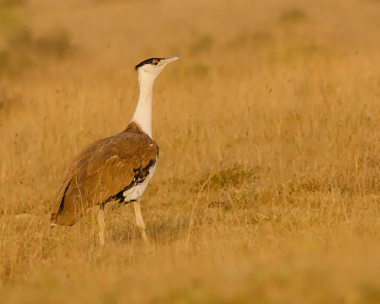 Great Indian Bustard | Birds Wiki | Fandom
