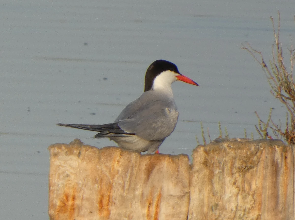 Common Tern | Birds Wiki | Fandom