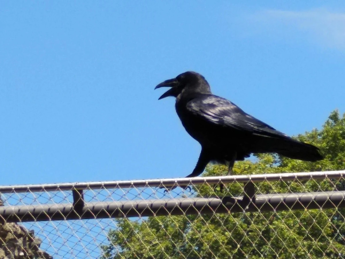 Category:Corvus | Birds Wiki | Fandom