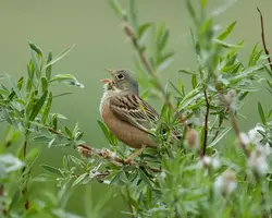 Ortolan Bunting | Birds Wiki | Fandom