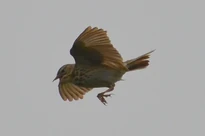 Tree Pipit | Birds Wiki | Fandom