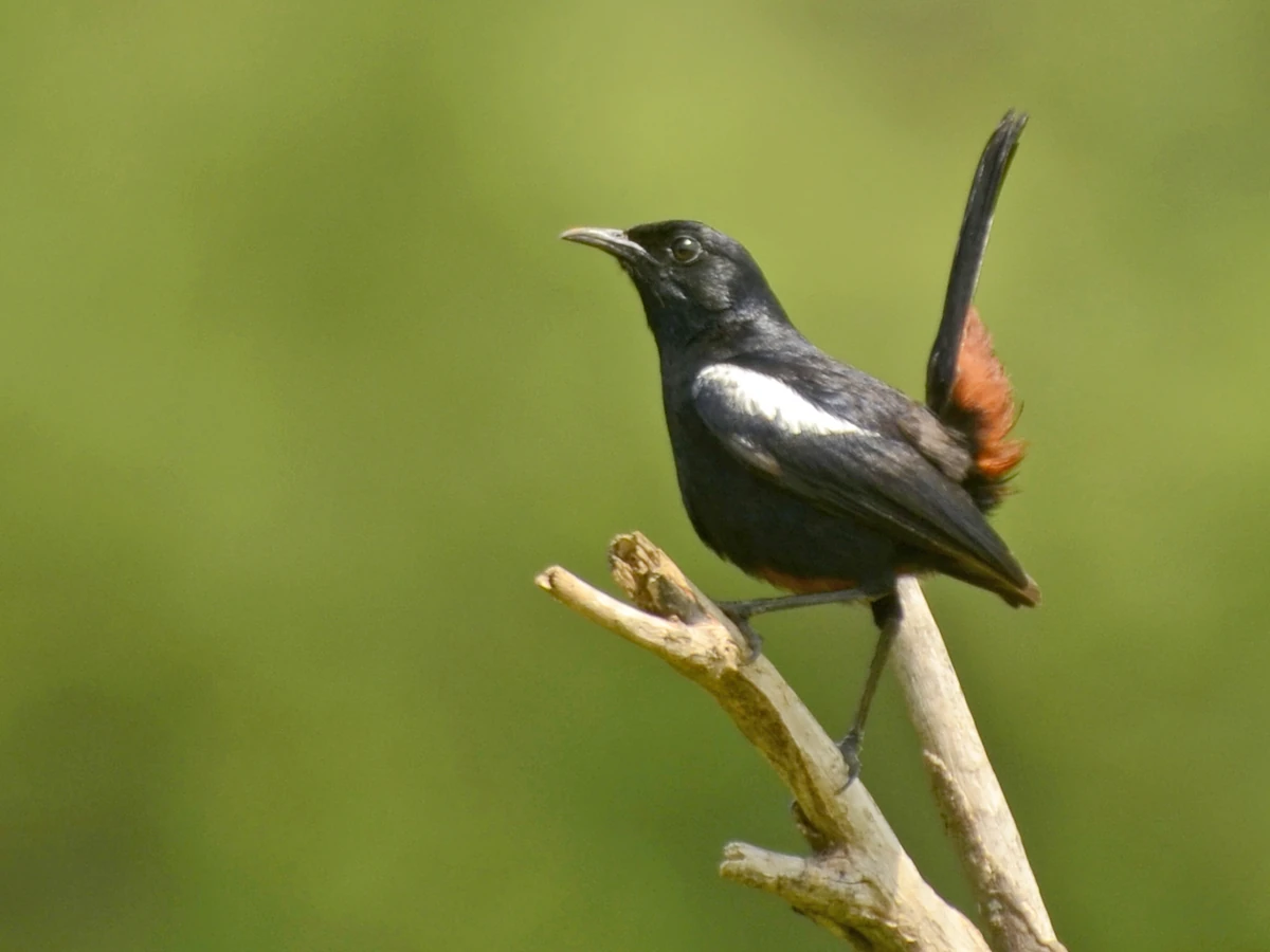 Indian Robin | Birds Wiki | Fandom