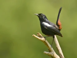Indian Robin | Birds Wiki | Fandom