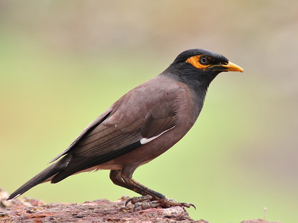 Common Myna | Birds Wiki | Fandom