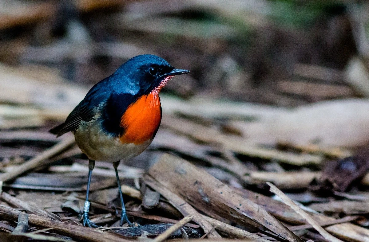 Firethroat | Birds Wiki | Fandom