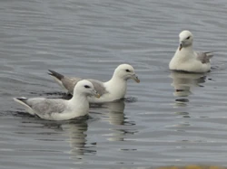 Northern Fulmar | Birds Wiki | Fandom