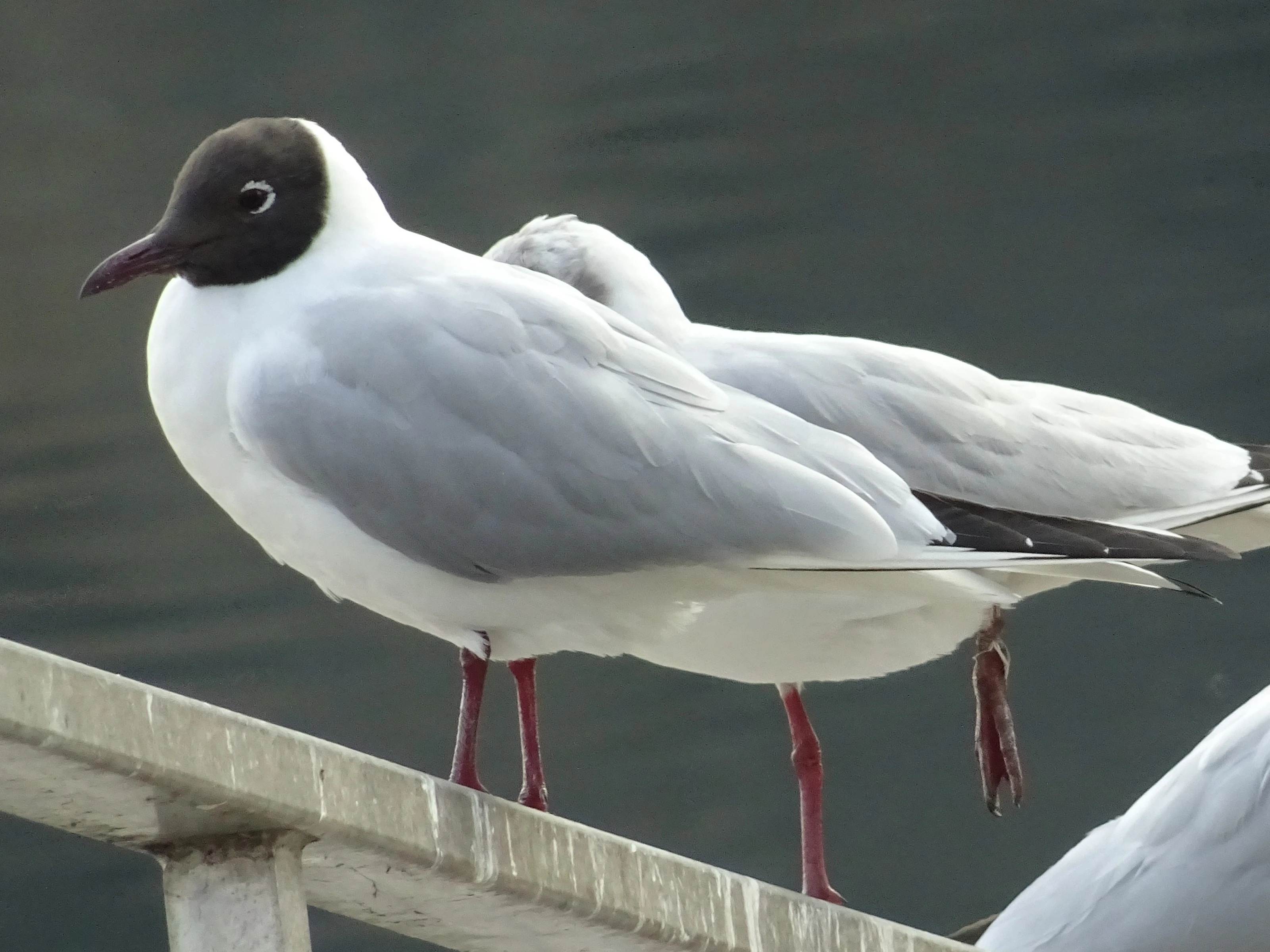 Japanese Birds Kantorilode: Birds Of Japan
