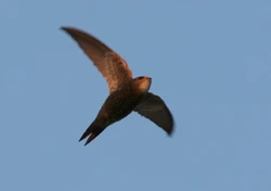 Pallid Swift | Birds Wiki | Fandom