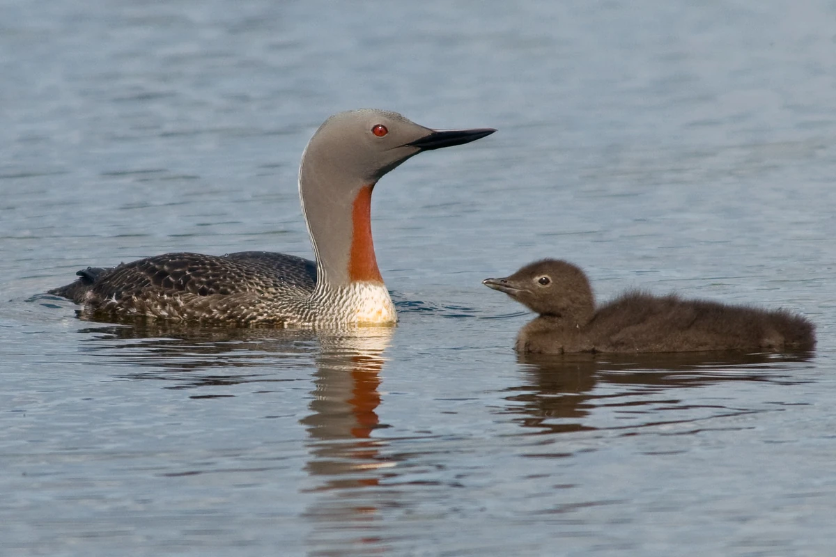 Red-throated Loon | Birds Wiki | Fandom