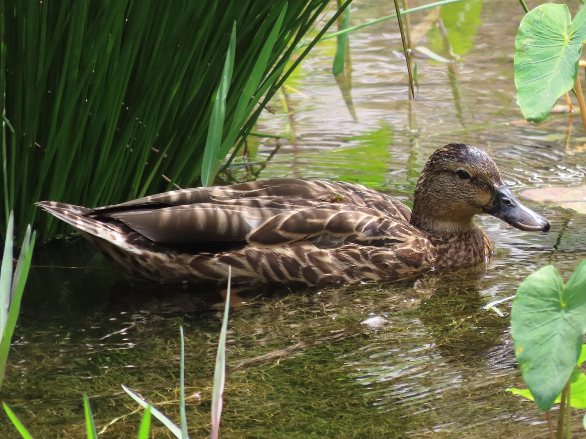 Hawaiian Duck | Birds Wiki | Fandom