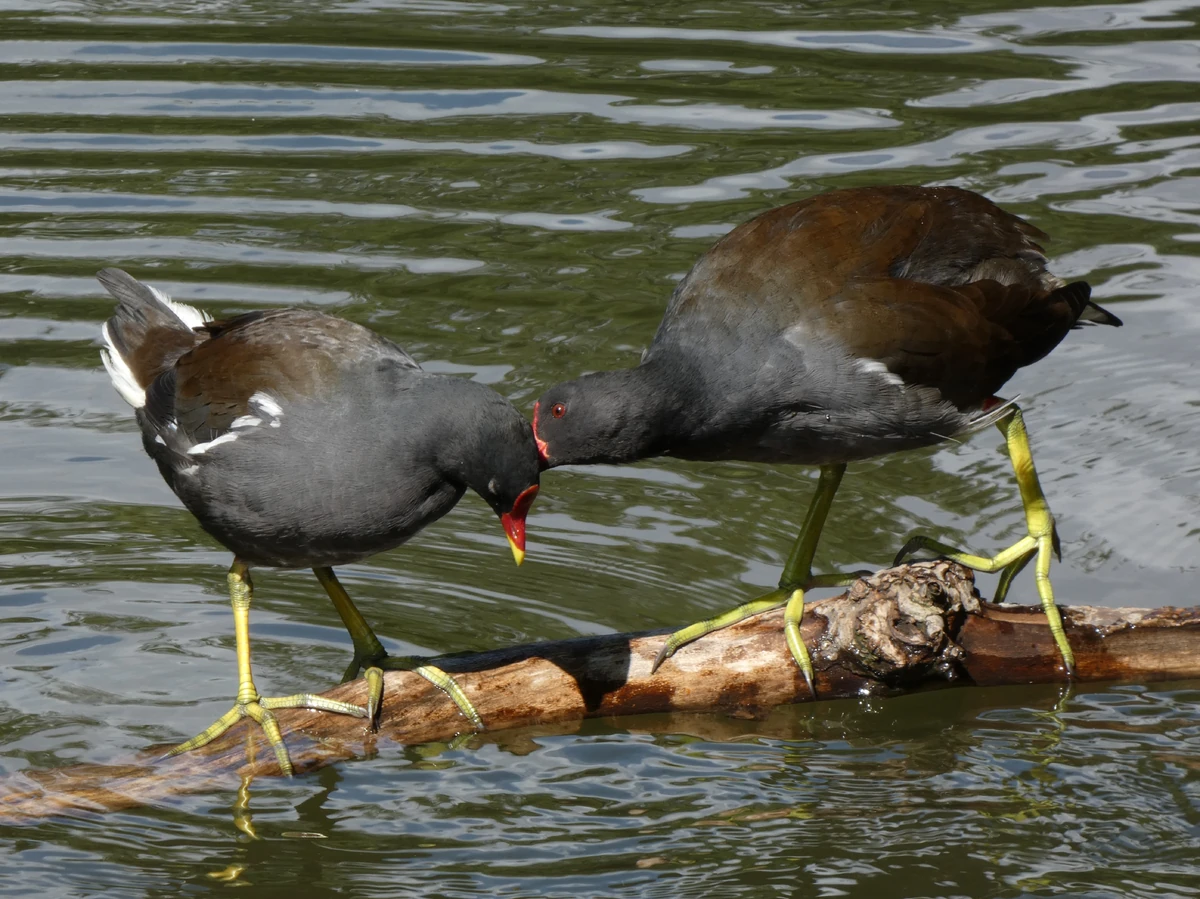 Monogamy | Birds Wiki | Fandom