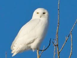 Snowy Owl | Birds Wiki | Fandom