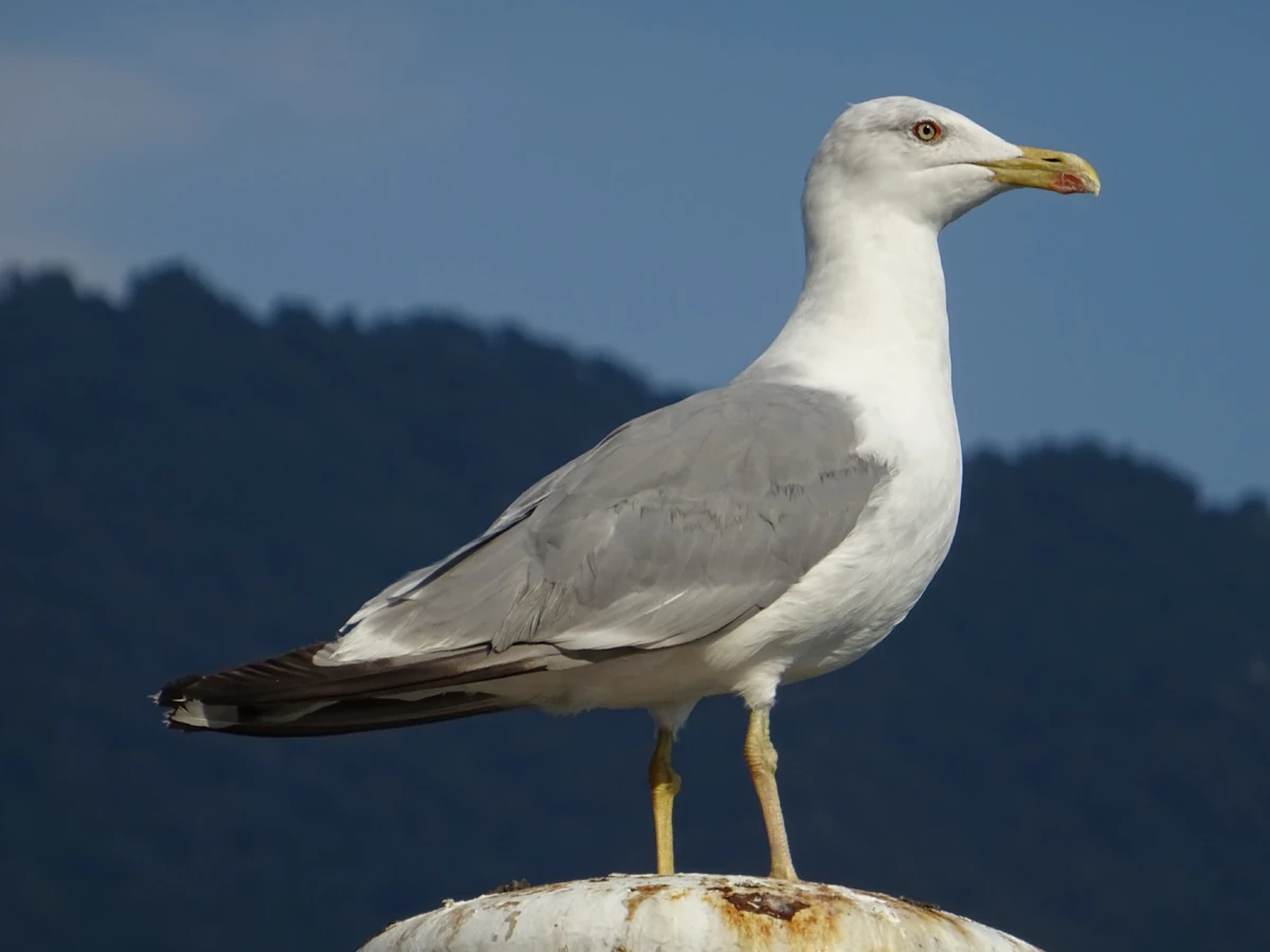 Category:Larus | Birds Wiki | Fandom