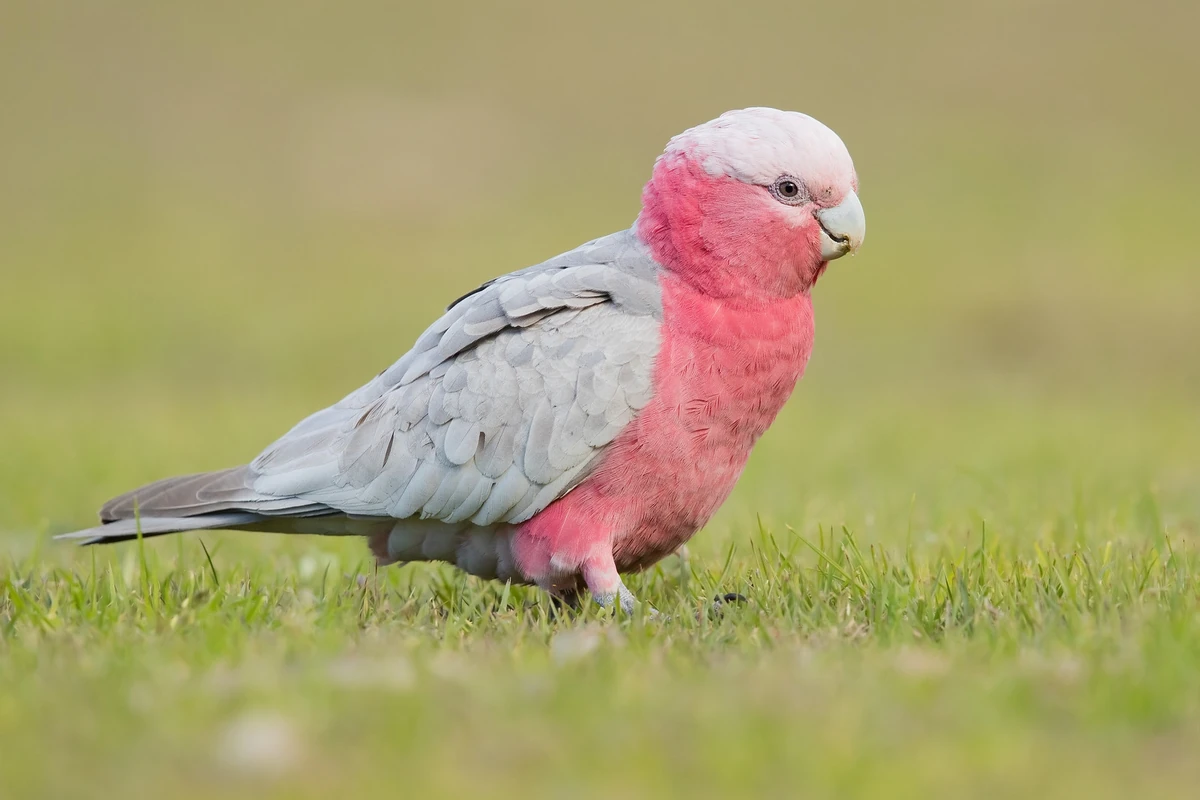 Galah | Birds Wiki | Fandom