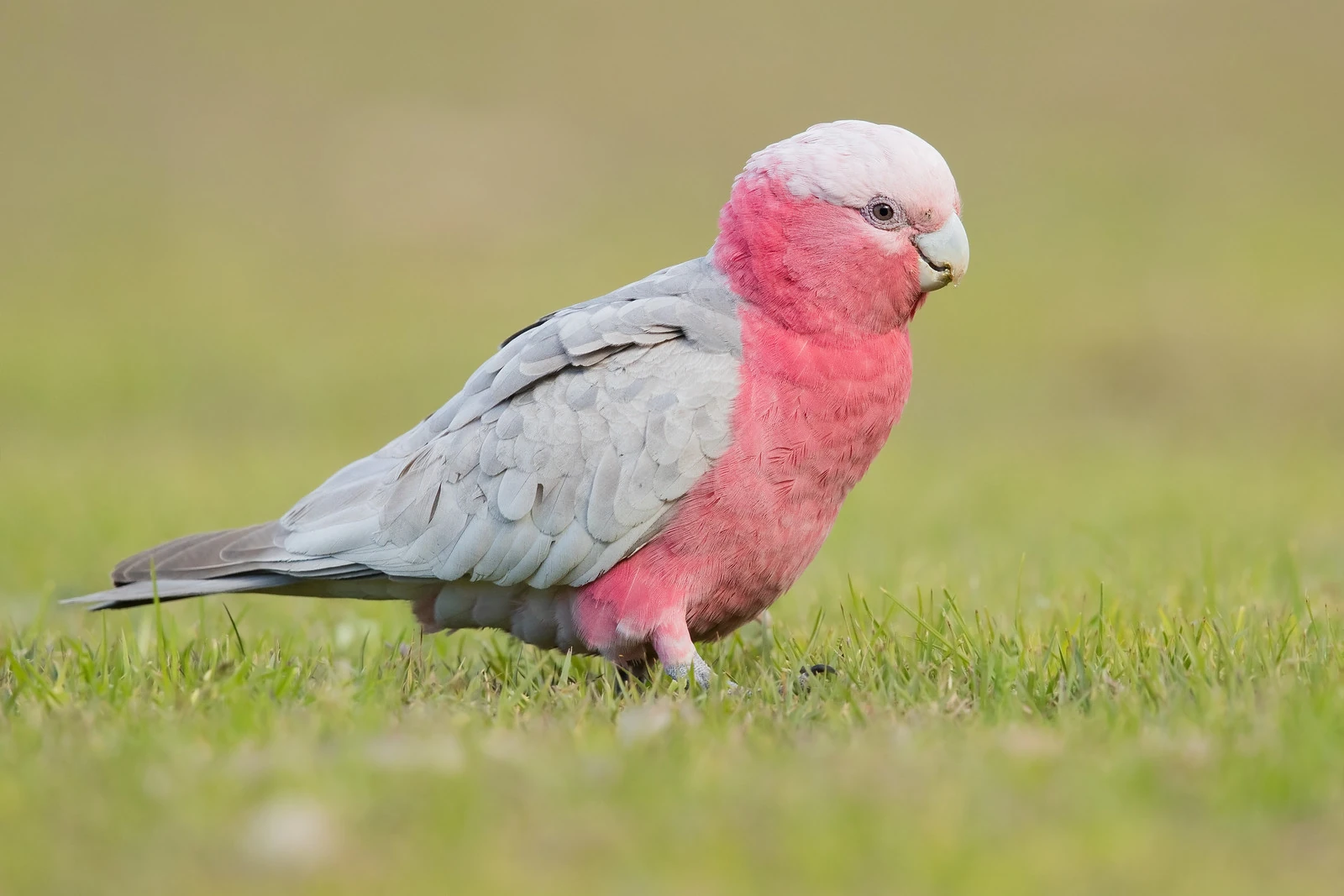 Galah Bird