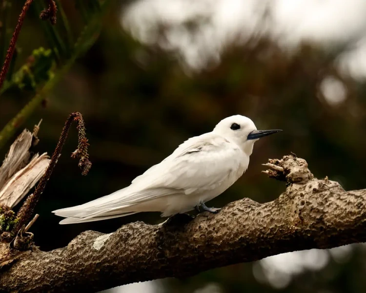 White Tern | Birds Wiki | Fandom