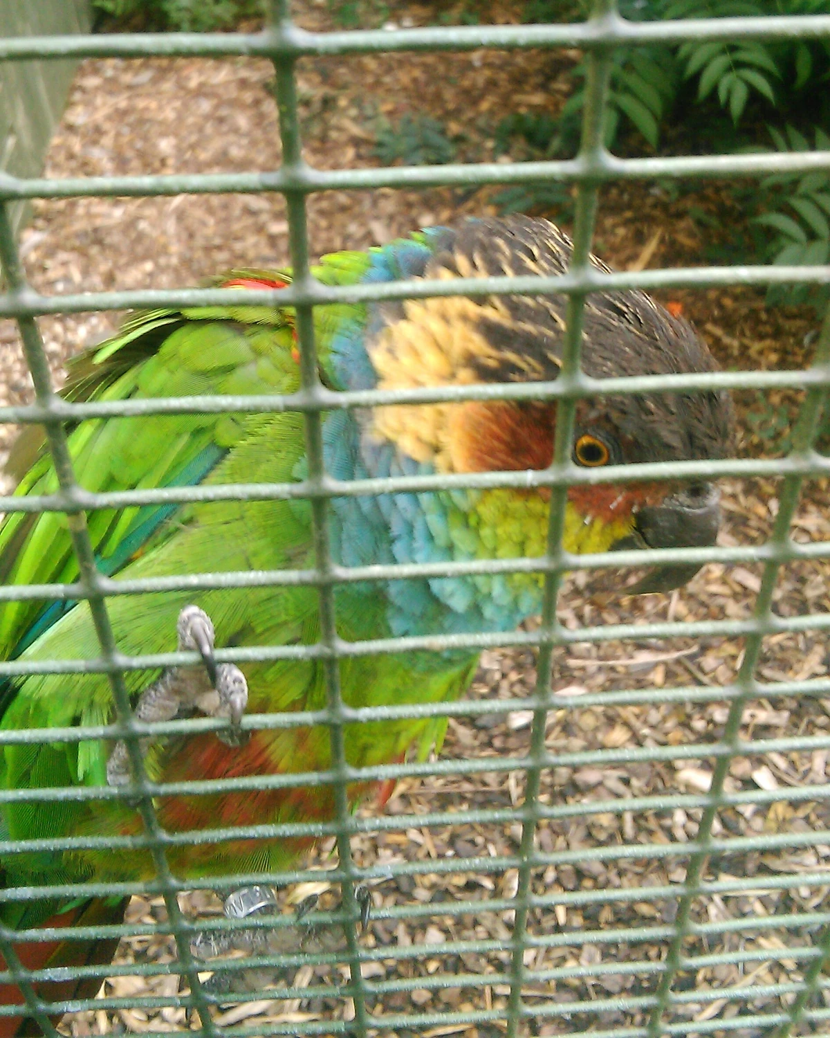 Ochre-marked Parakeet | Birds Wiki | Fandom